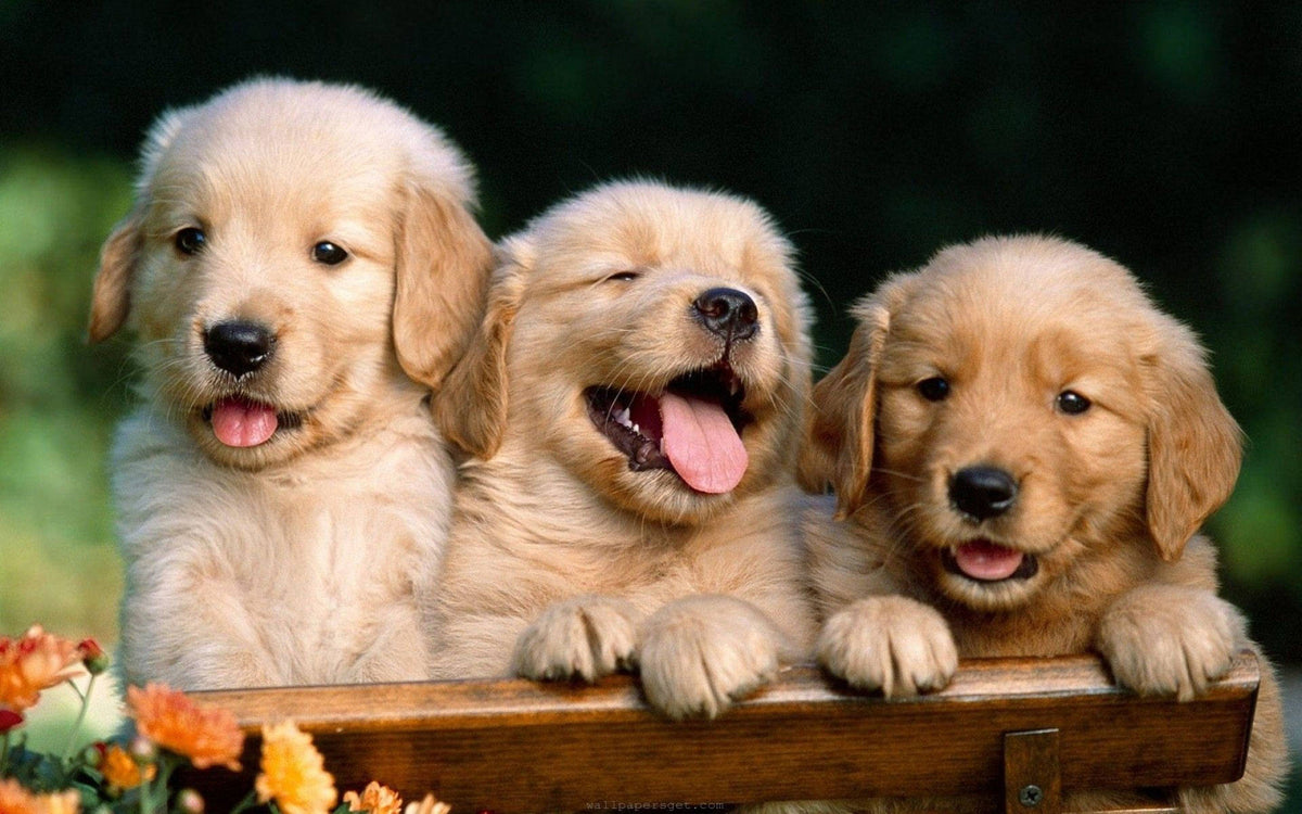 The Pet Station - A Happy Place For Pets